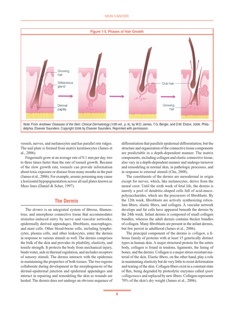 The Dermis: Figure 1-5. Phases of Hair Growth | PDF