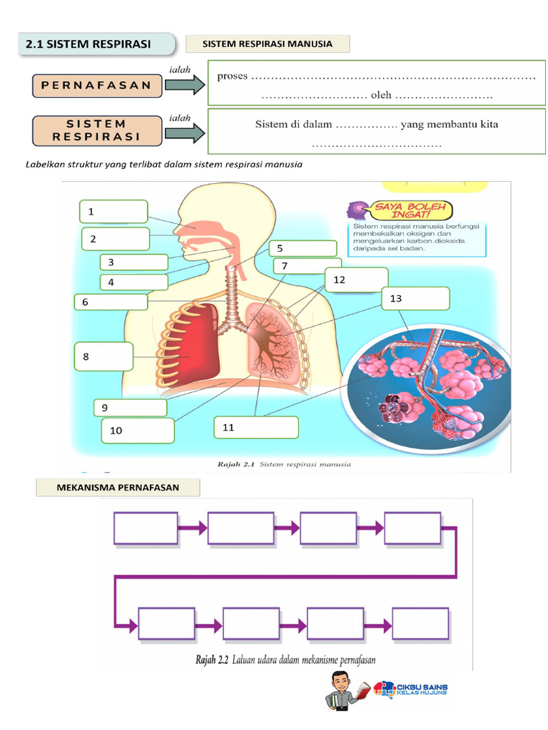 Sistem Respirasi | PDF