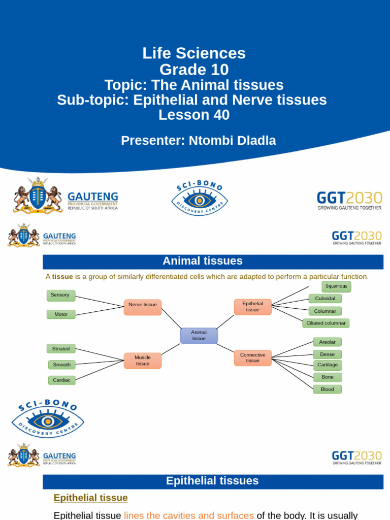 Life Sciences Gr.10 Lesson 40 Animal Tissues (Ephithelial and Nerve ...