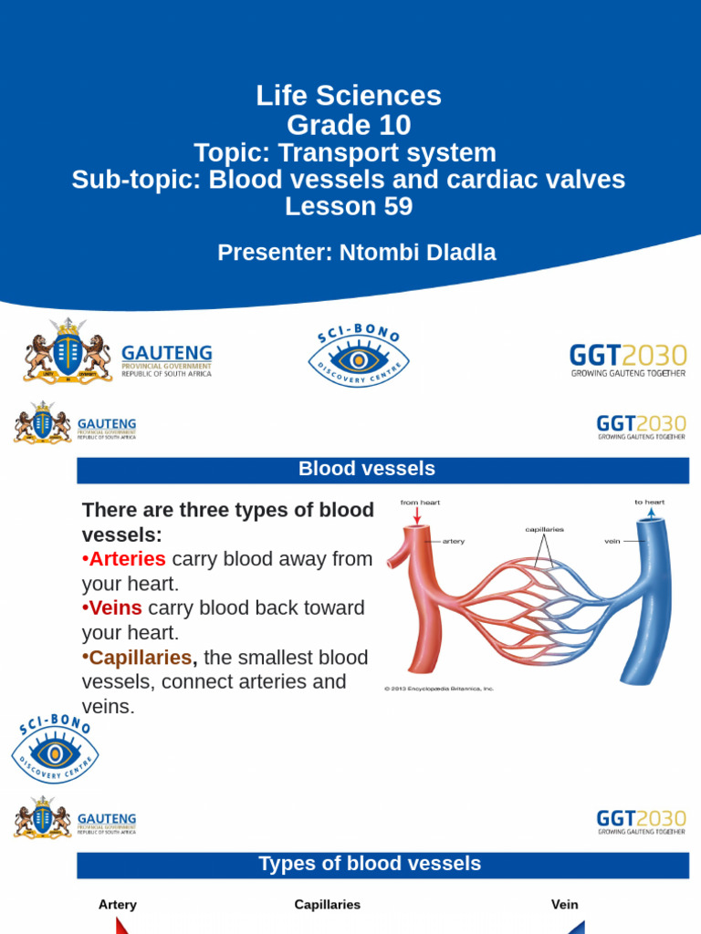 Life Sciences Gr.10 Lesson 59 Transport System Blood. Blood Vessels and ...