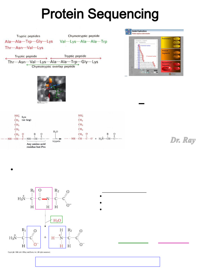 Protein Sequencing | PDF