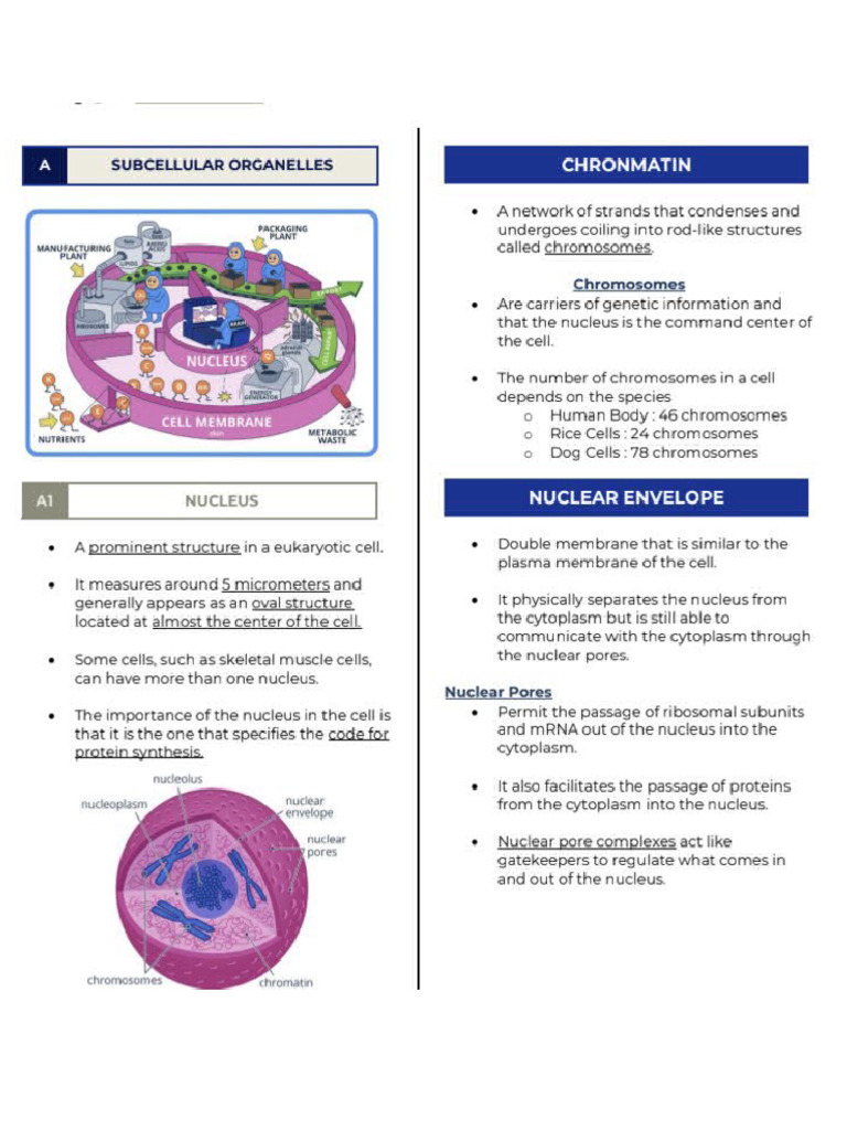 Subcellular of The Cell Gen Bio Reviewer | PDF