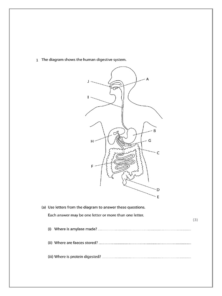 Bio - Food and Digestion | PDF