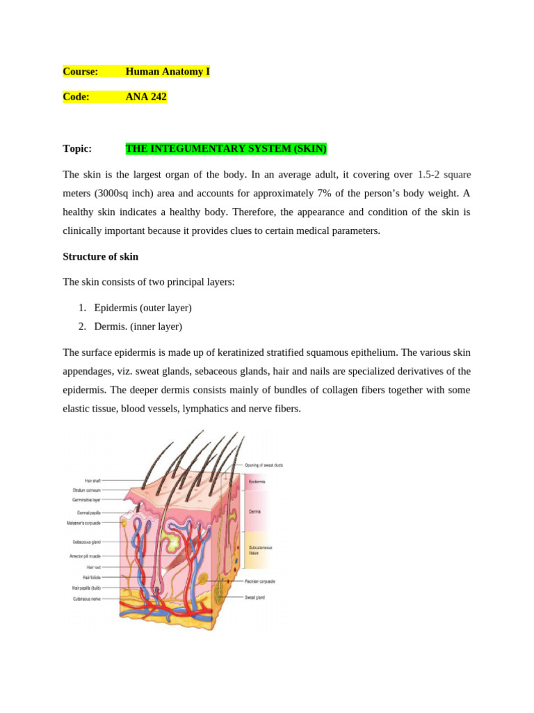 INTEGUMENTARY SYSTEM | PDF