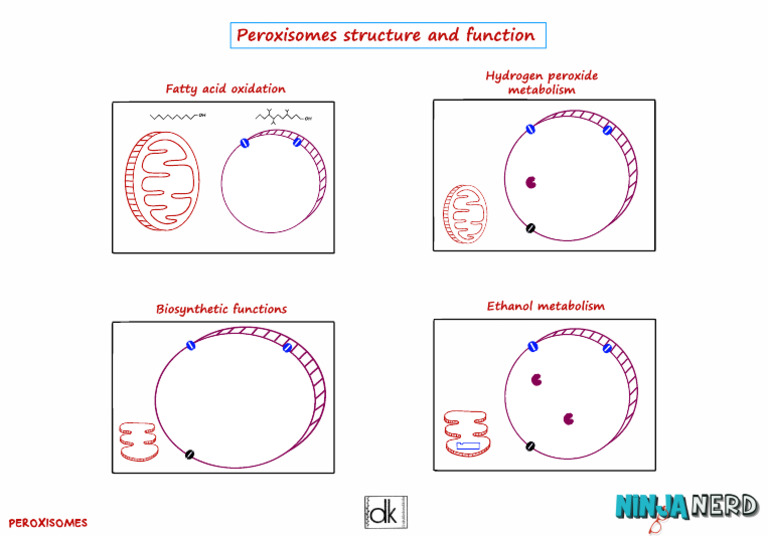Peroxisomes Structure & Function Atf | PDF
