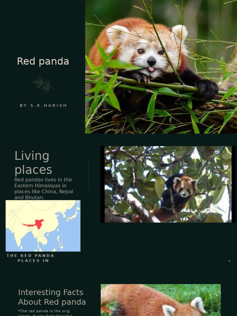 Red panda | PDF