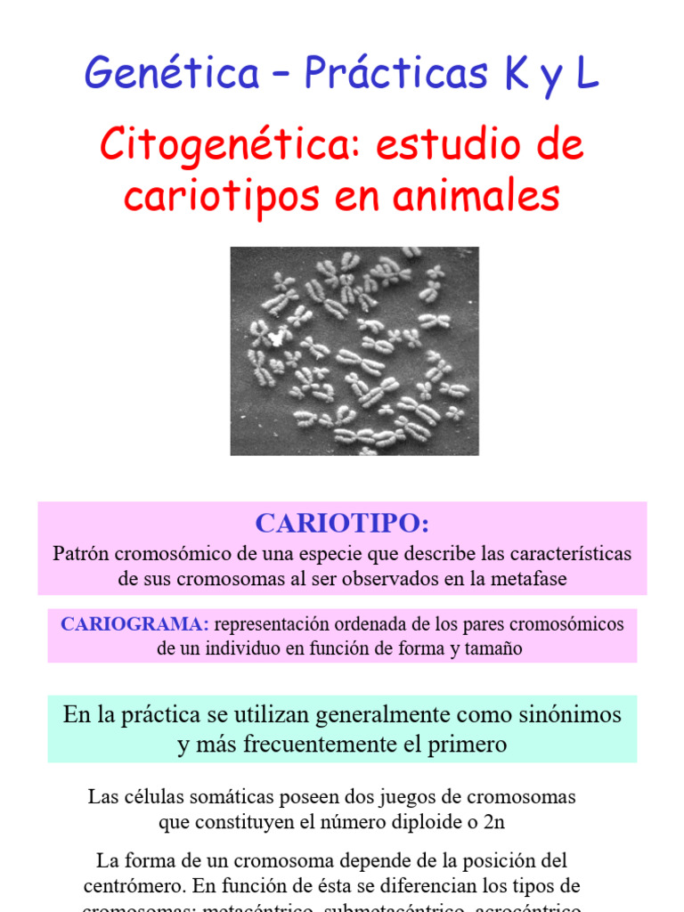 Prácticas K y L - Cariotipos Animales | PDF