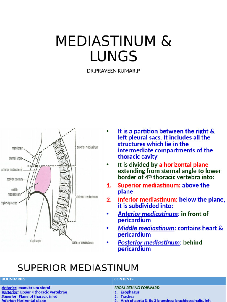 Mediastinum & Lungs | PDF