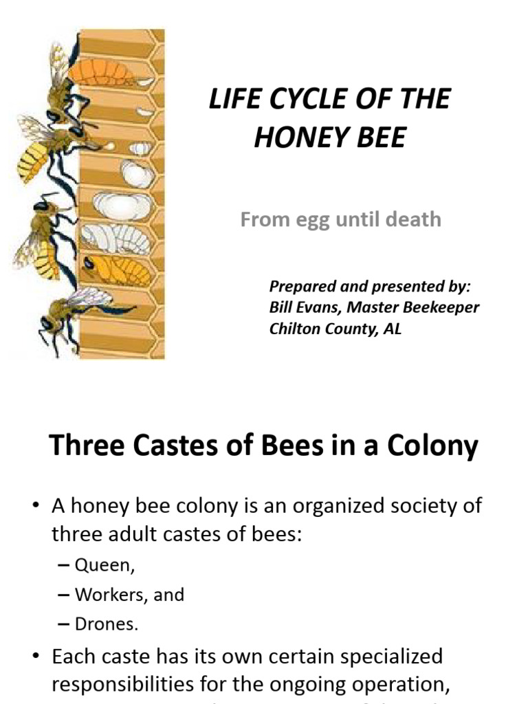 Life Cycle of The Honey Bee | PDF | Honey Bee | Home & Garden