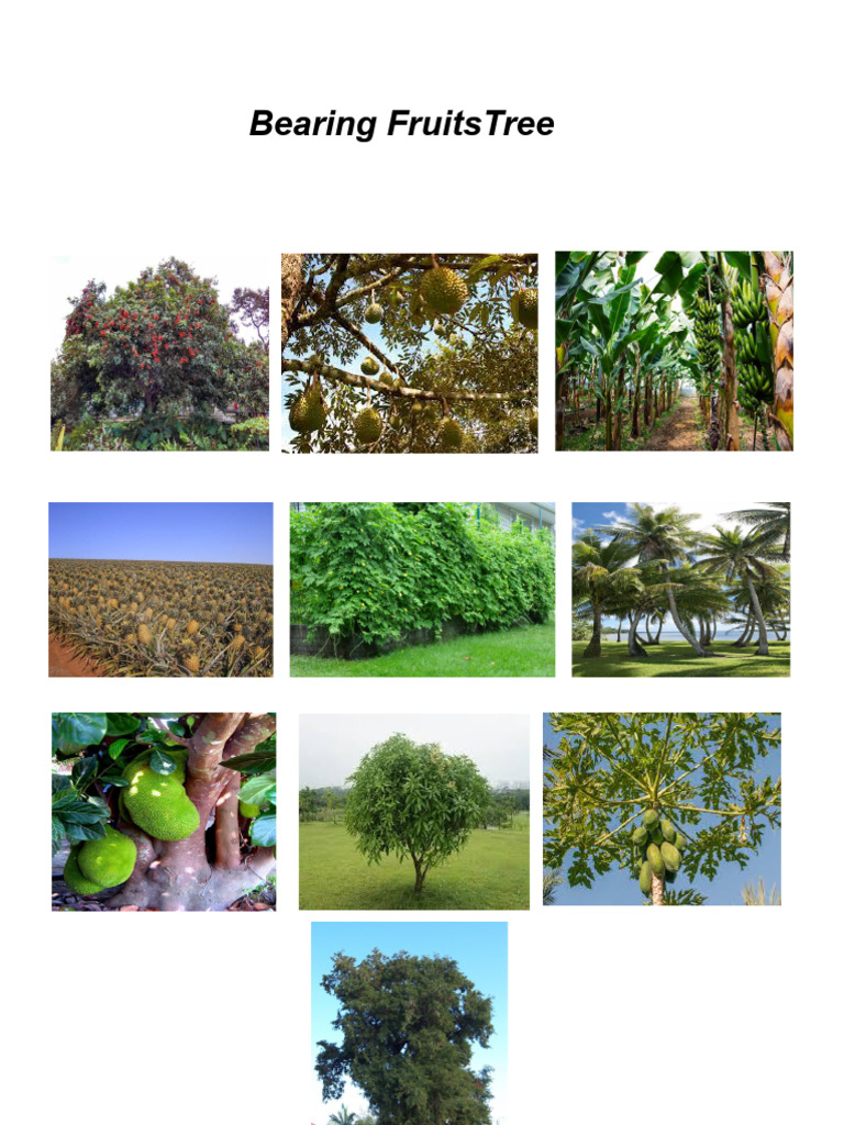 Bearing Tree | PDF