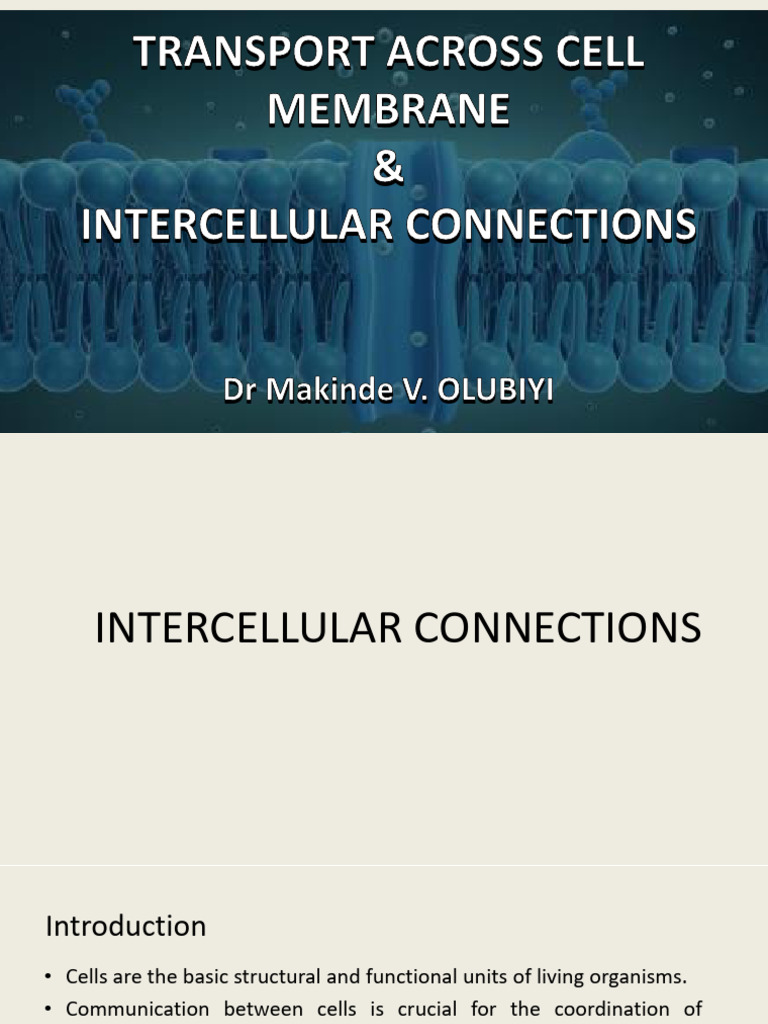 INTRACELLULAR CONNECTIONS & MEMBRANE TRANSPORT Med UR year 1 | PDF