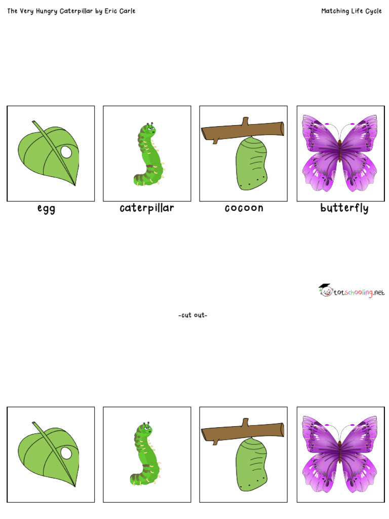 The Very Hungry Caterpillar - Matching Life Cycle | PDF
