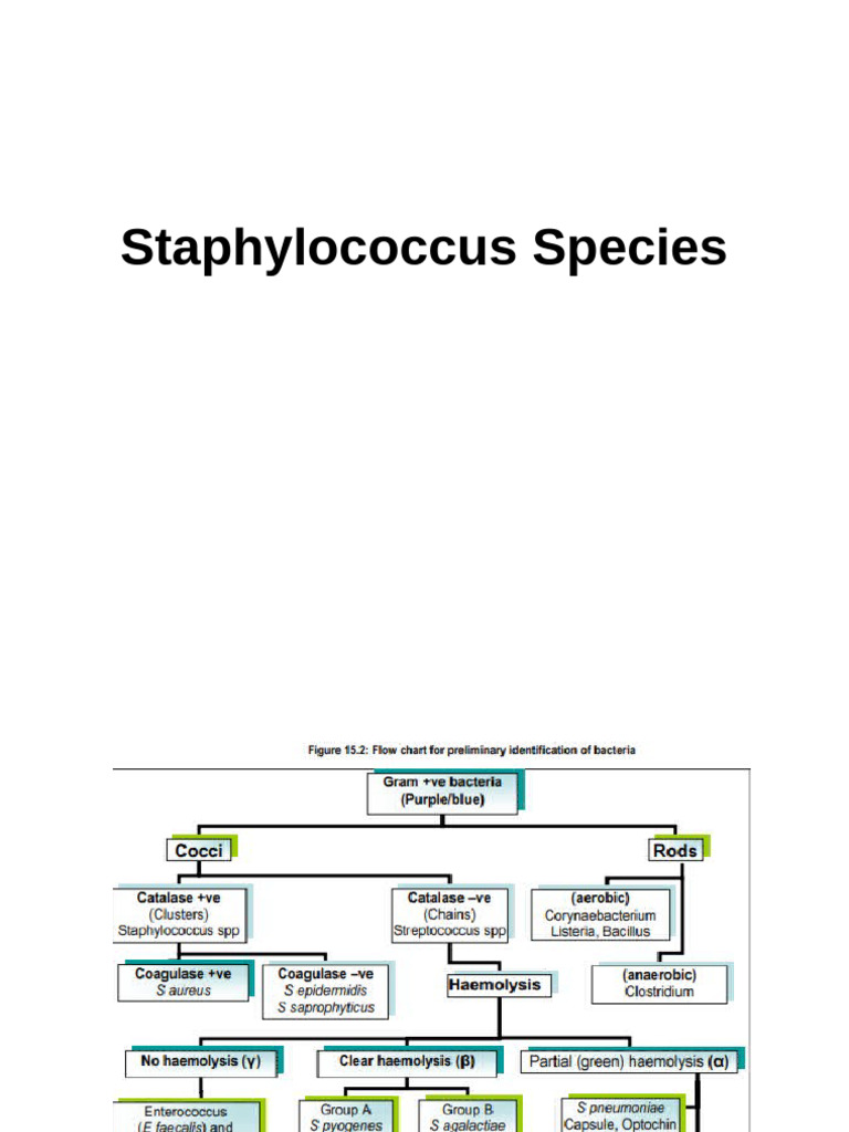 Staphylococcus Final Modified | PDF