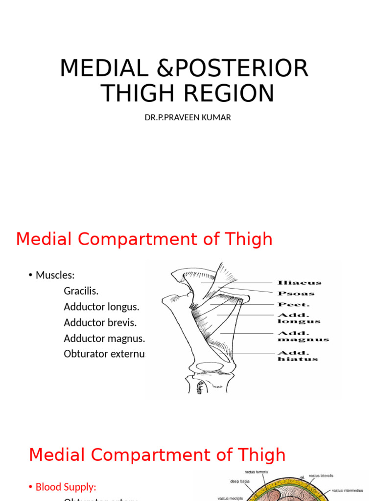 Medial & Posterior Thigh | PDF
