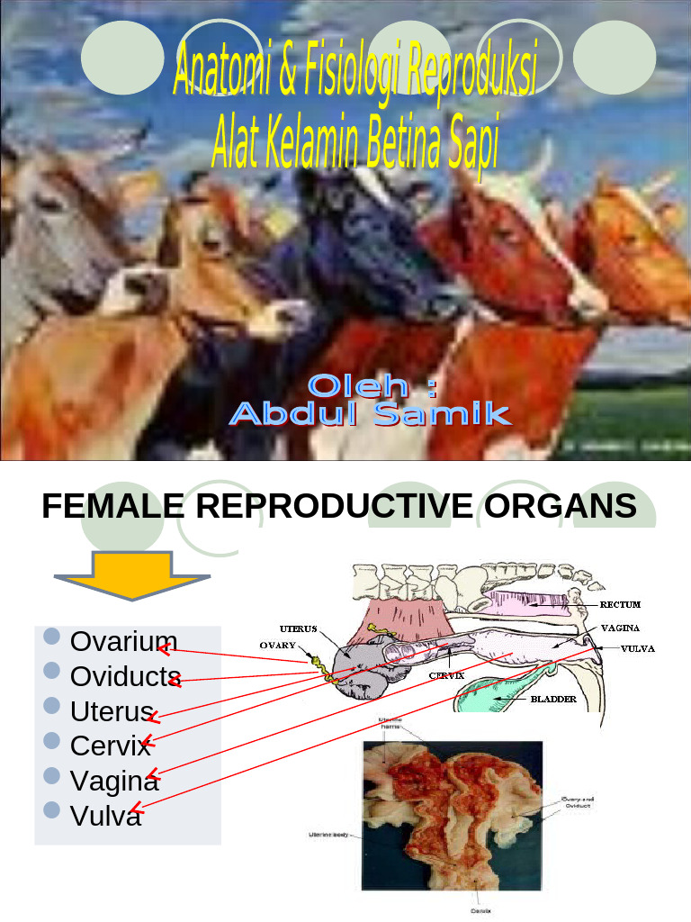 Anato & Fisiobetina 2017 | PDF