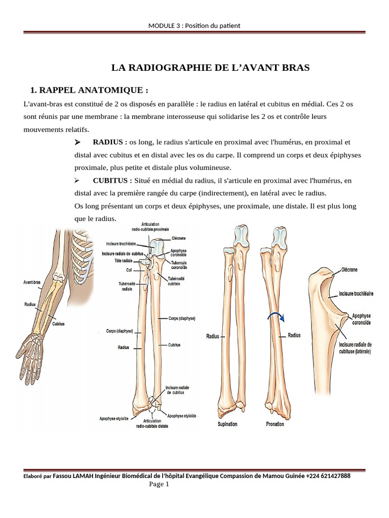 La Radiographie de L'avant-Bras | PDF