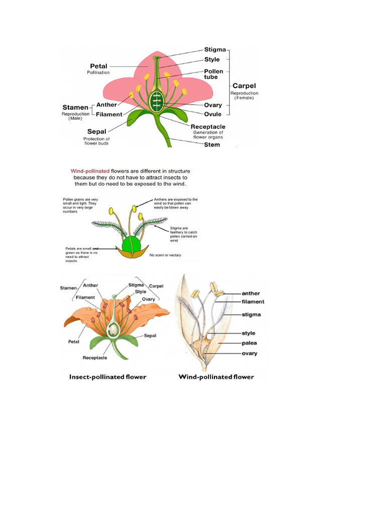 structure of flower | PDF