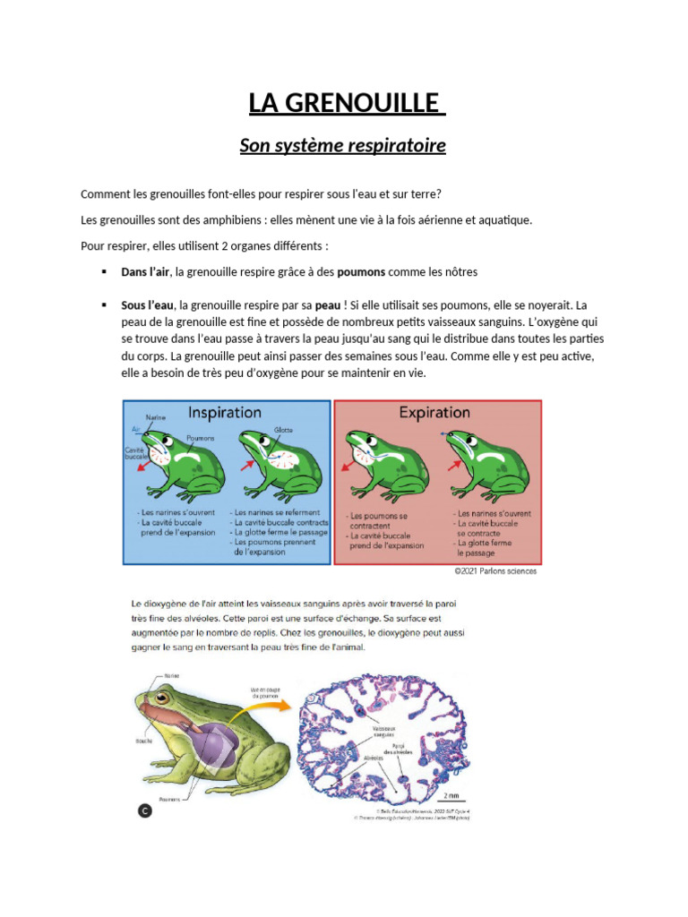 La Grenouille | PDF