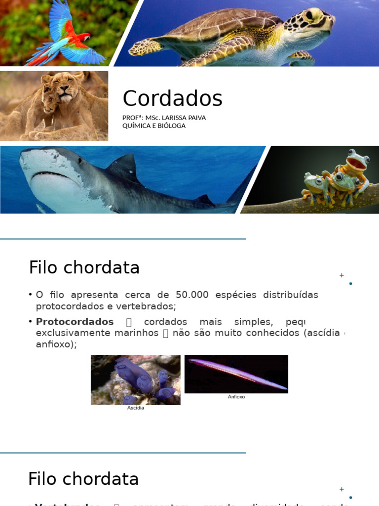 Aula7 Cordados | PDF
