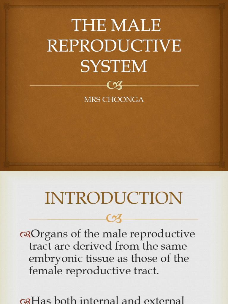 The Male Reproductive System | PDF