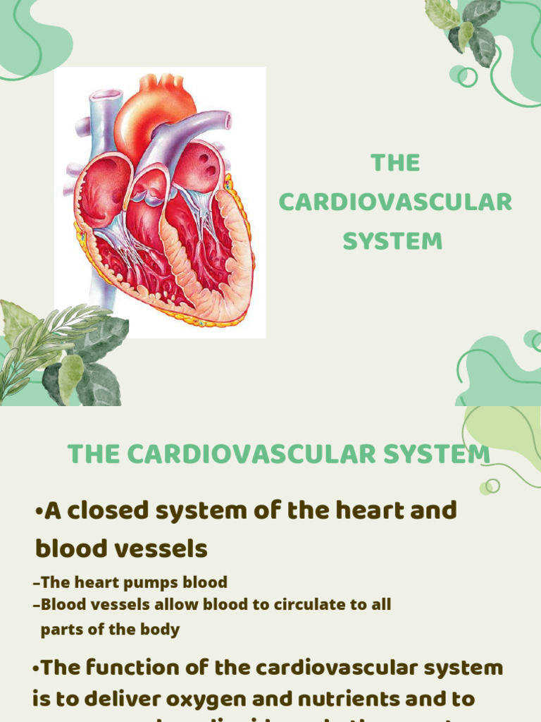 Cardiovascular System PDF | PDF