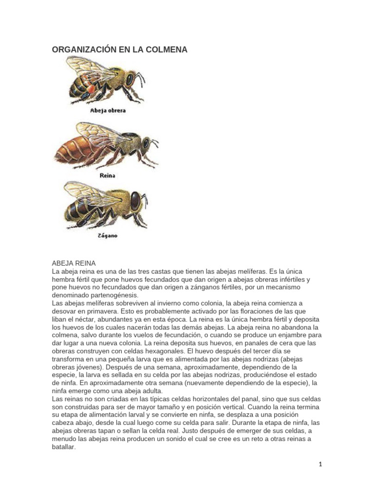 Organización en La Colmena | PDF