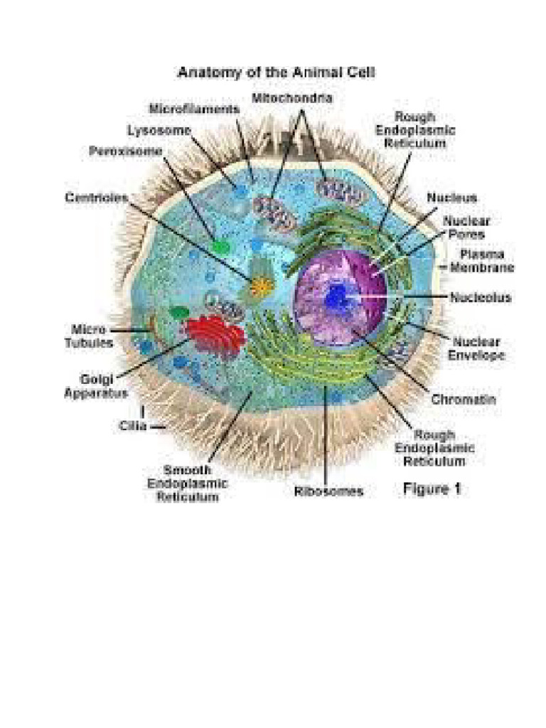 Animal Cell | PDF