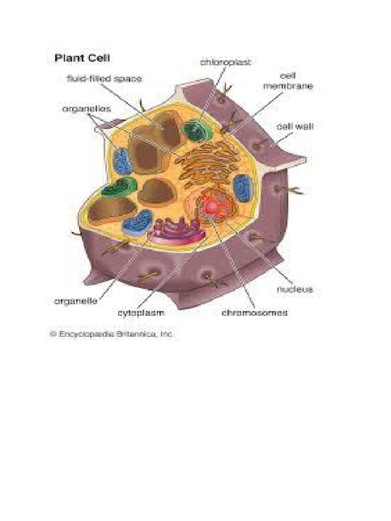 Plant Cell | PDF