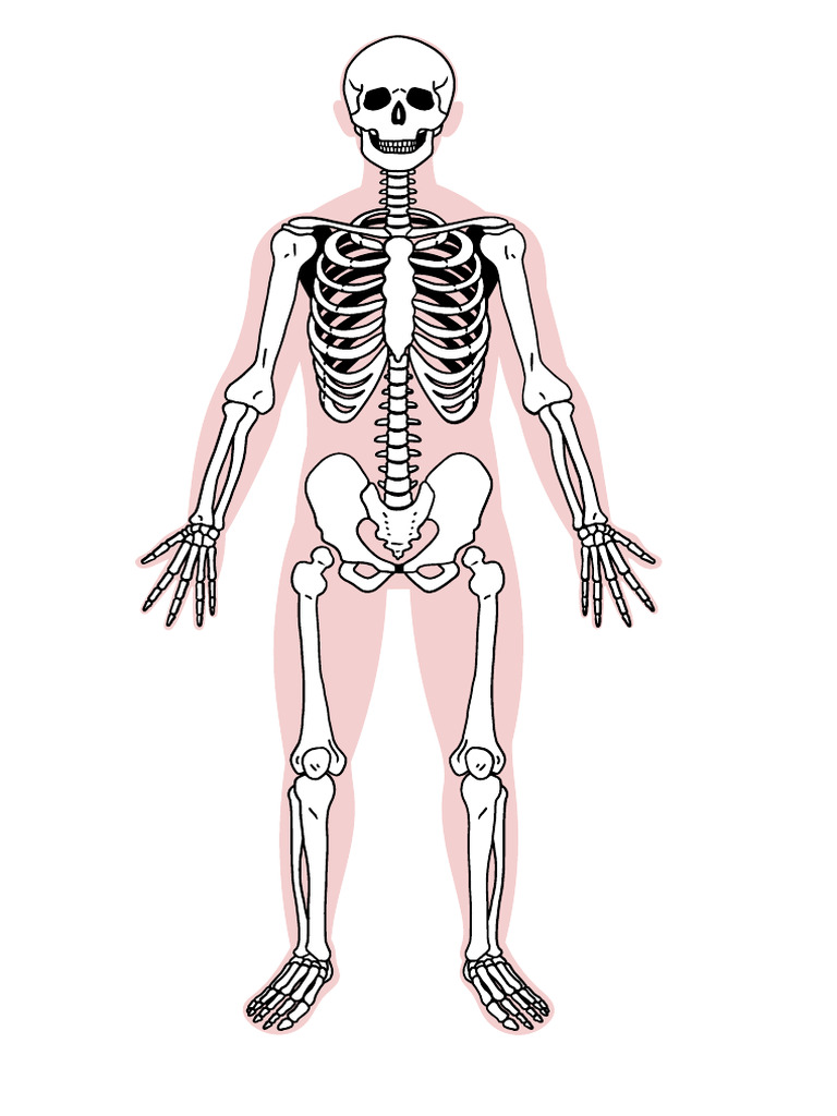 Black and White Skeletal System Worksheet | PDF