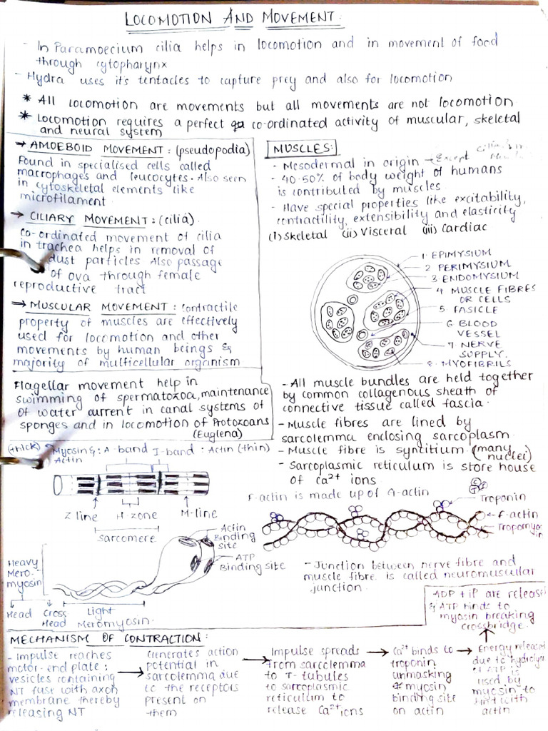 Locomotion and Movement | PDF