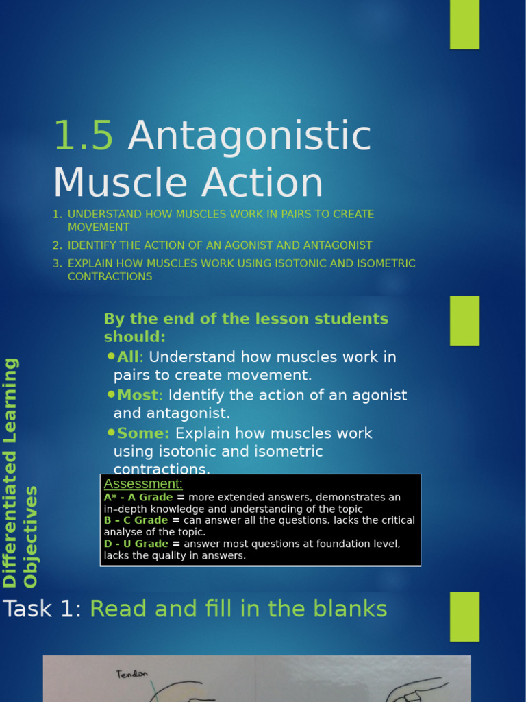 1.5 Antagonistic Muscle Action | PDF