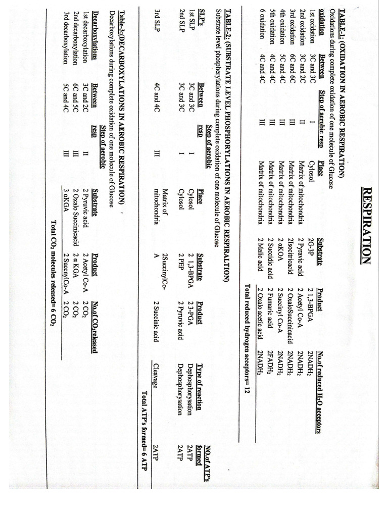 Respi - Balance Sheet | PDF