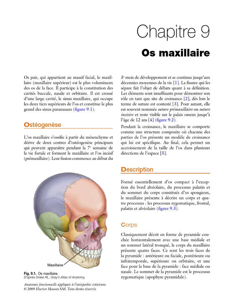 Chapitre 9 - Os Maxill - 2009 - Anatomie Fonctionnelle Appliqu e - L Ost Opathie | PDF