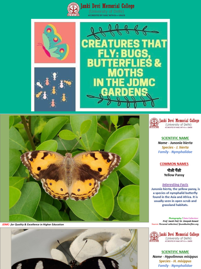 Butterflies JDMC | PDF
