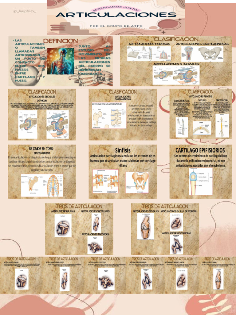 Mapa Anatomia Hito 5 | PDF