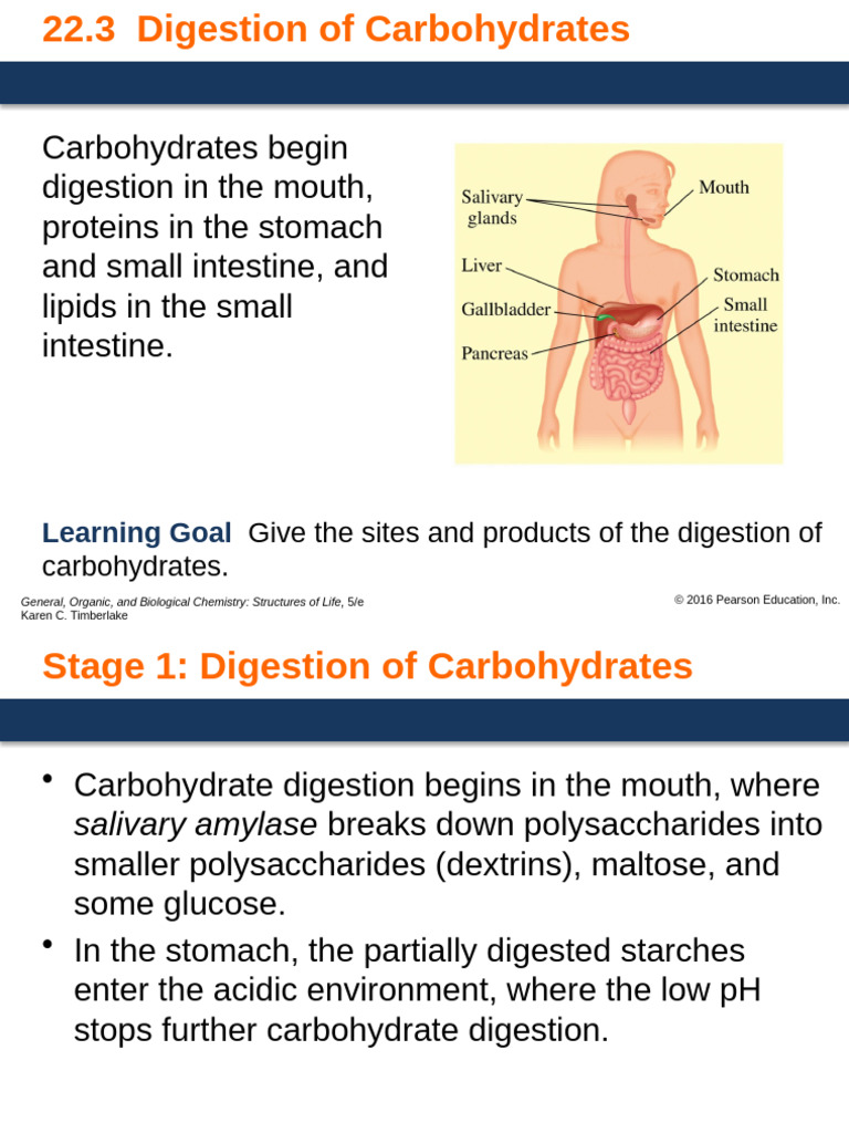 CH 22 3 Digestion Carbohydrates GOB Structures 5th Ed | PDF