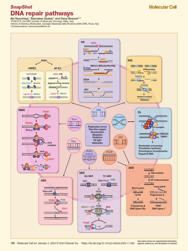 DNA Repair Pathways | PDF