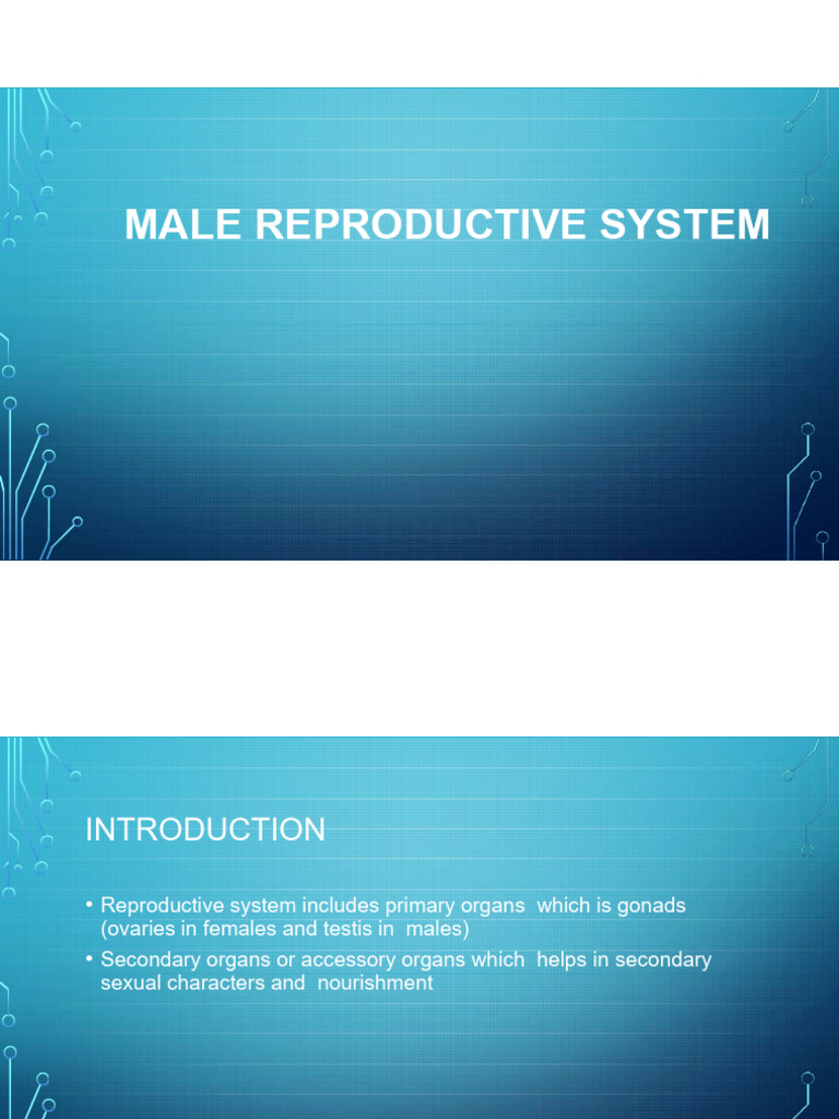 male repro | PDF