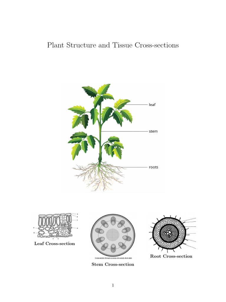 Plant Tissues | PDF | Home & Garden | Science & Mathematics