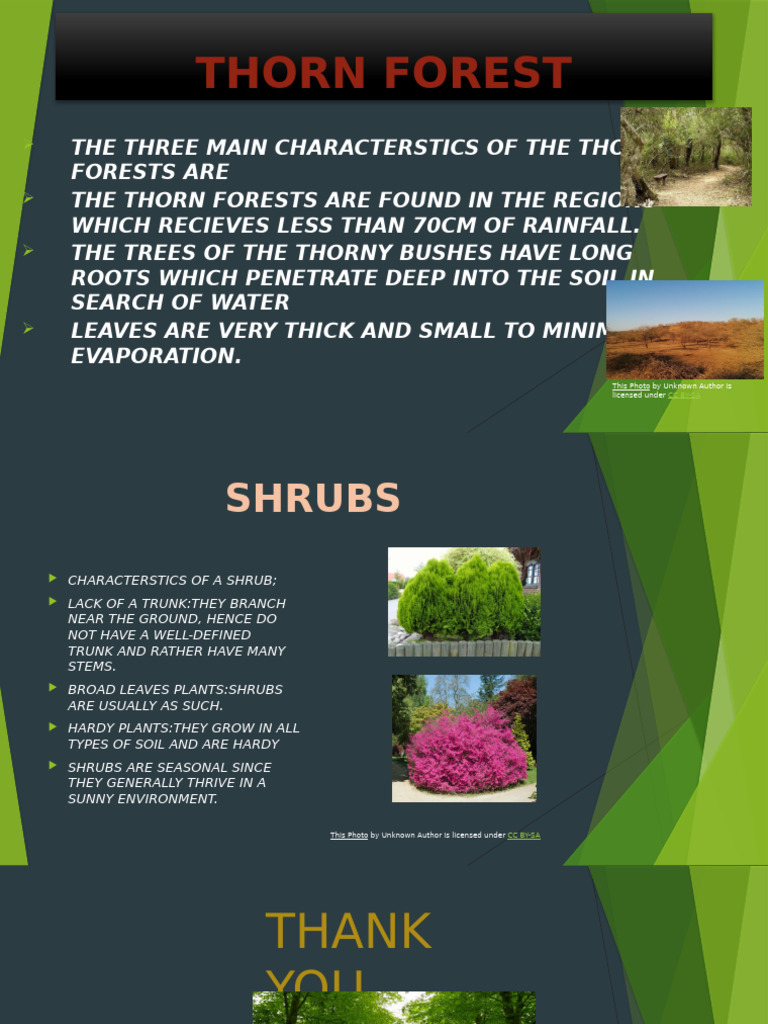 Presentation Thorn Forest and Shrubs | PDF