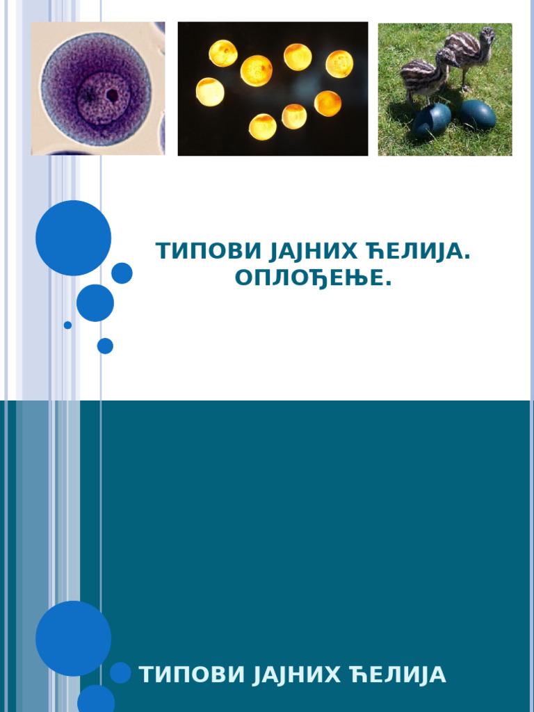 Tipovi Jajnih Celija. Oplodjenje. | PDF