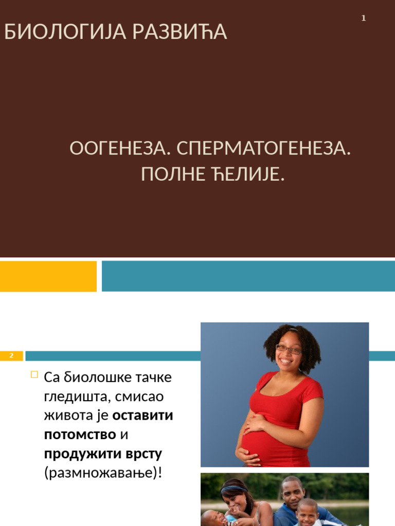 Polne Celije. Oogeneza I Spermatogeneza. | PDF