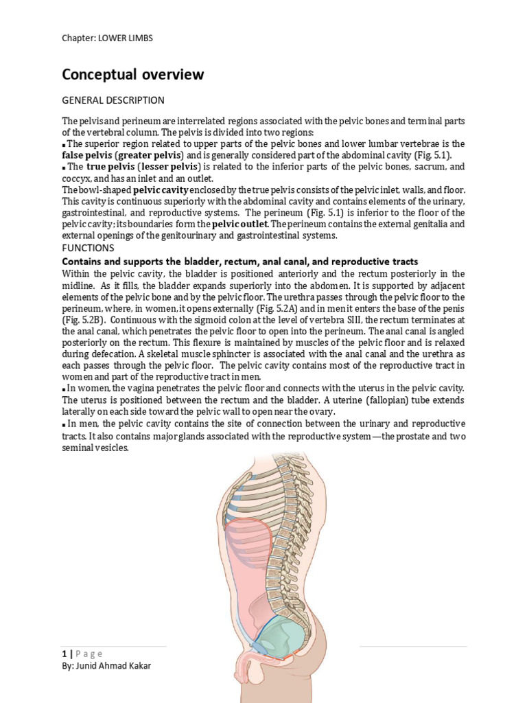 Lower Limb | PDF