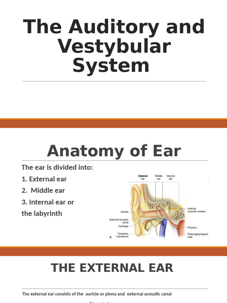 Anatomy and Phisiology Audiotory and Vestibular Sistem-2 | PDF