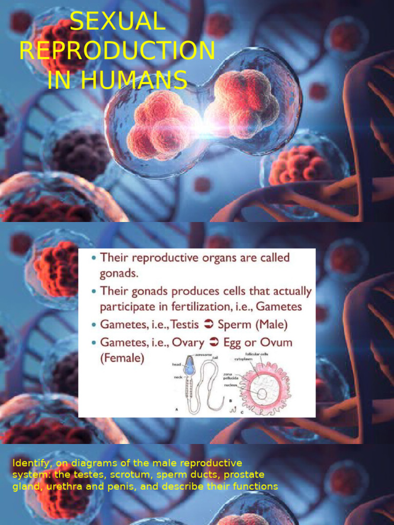 Sexual Reproduction in Humans | PDF