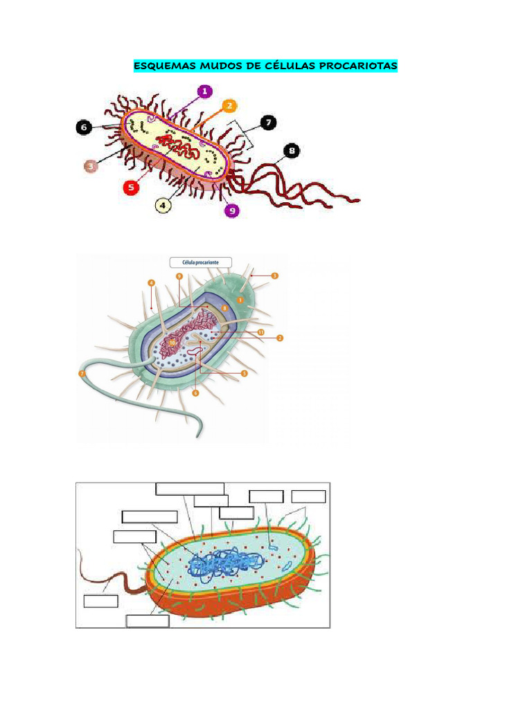 Esquema Mudo de Células Procariotas | PDF