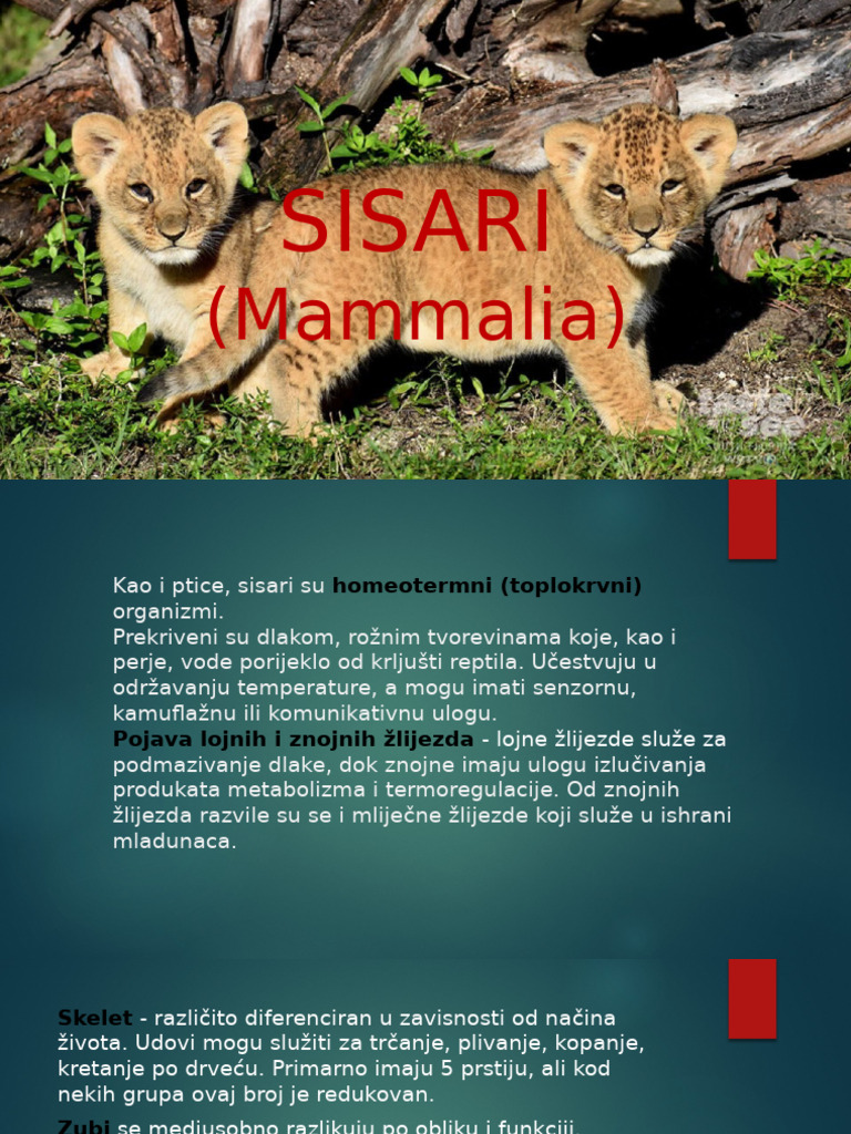 SISARI (Mammalia) 2 | PDF