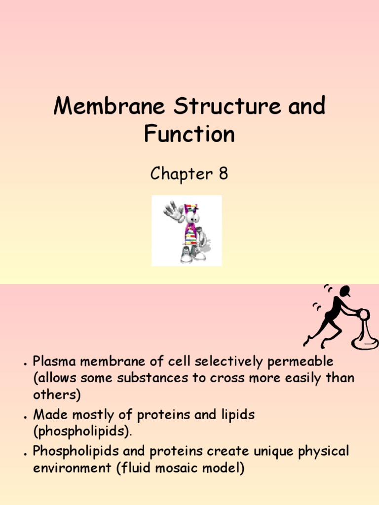 Membrane Structure and Function | PDF | Cell Membrane | Vesicle ...