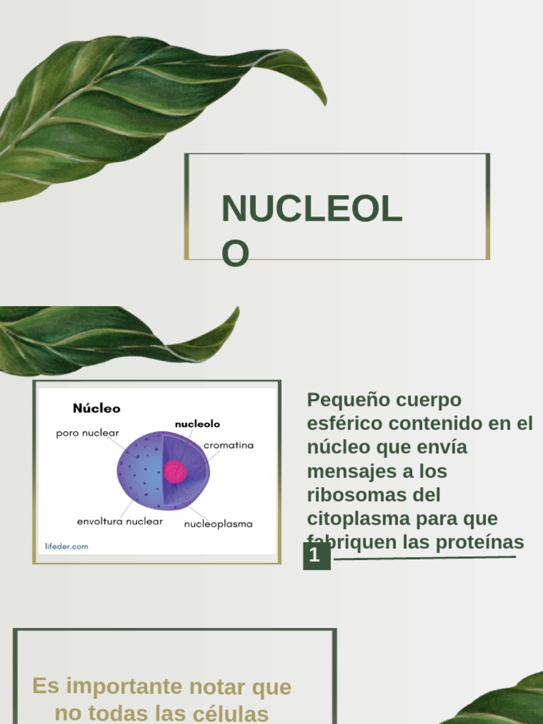 NUCLEOLO | PDF
