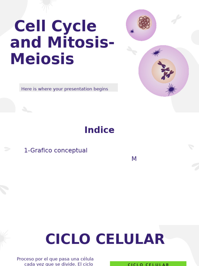Cell Cycle: Mitosis and Meiosis Explained | PDF | Mitosis | Biology